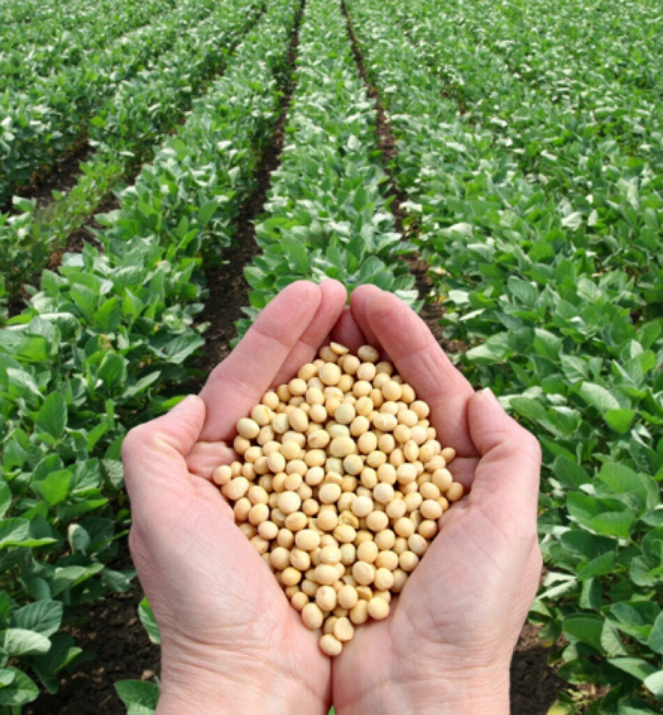 Contact us – The Soy Family